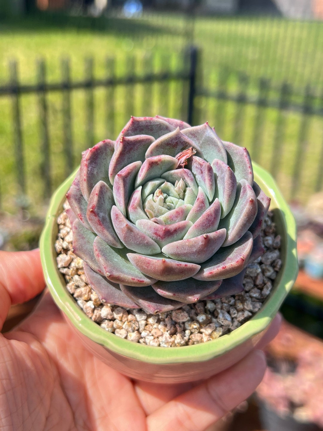 Imported Rare Echeveria Mexican Tears Succulent From Korea - Etsy
