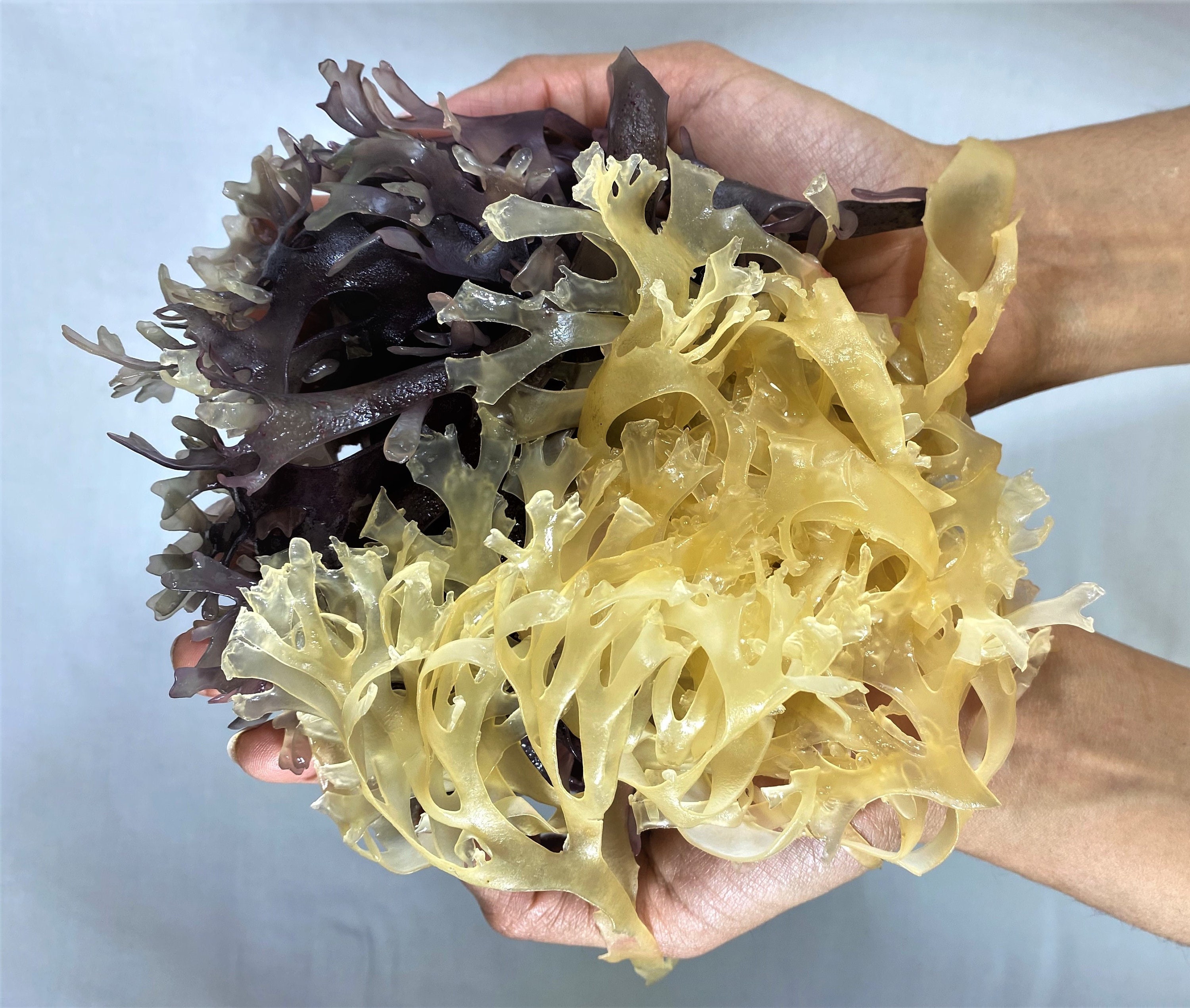 Chondrus Crispus 100% Organic and Wildcrafted Irish Moss - Etsy