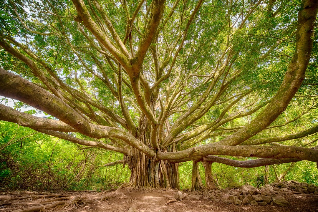 Banyan Tree Photo, Maui Wall Art, Maui Banyan, Maui Photo, Maui Canvas ...