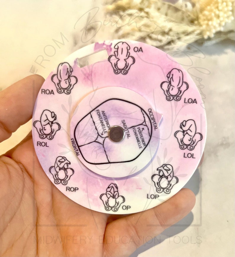 Mini Acrylic Fetal Position Tool for Midwives, Student Midwives, Doula ...