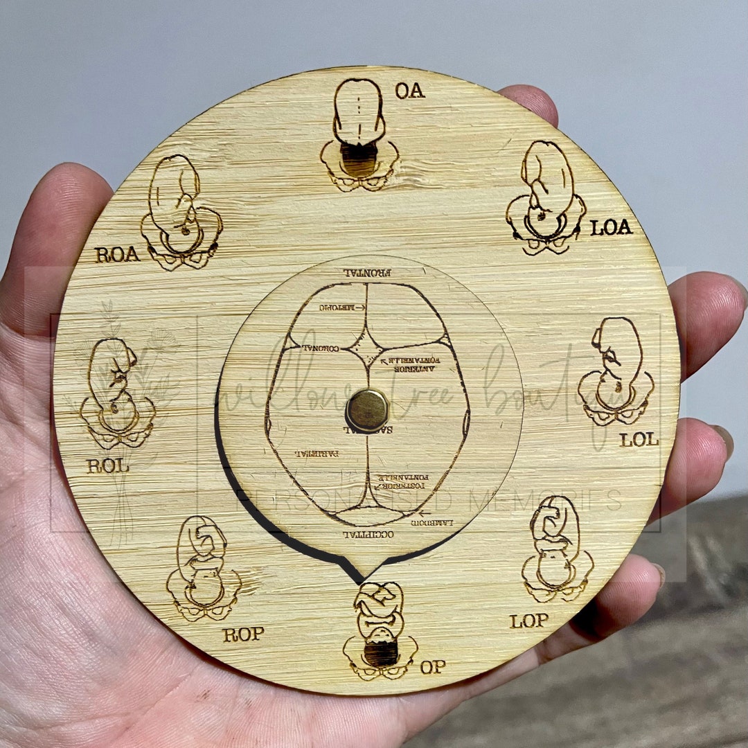 CEPHALIC Bamboo Midwifery Fetal Position Tool for Midwives, Student ...