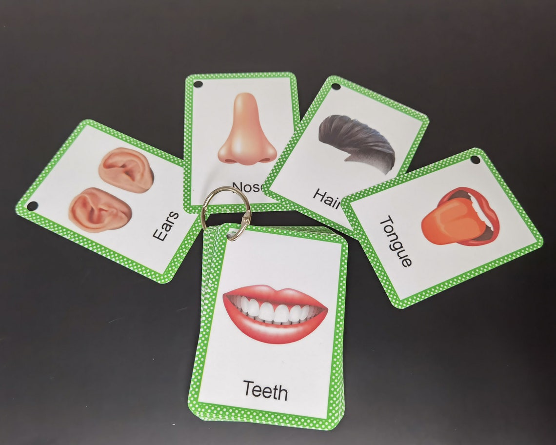 Body Parts Flashcards for Toddlers, Educational Learning - Etsy