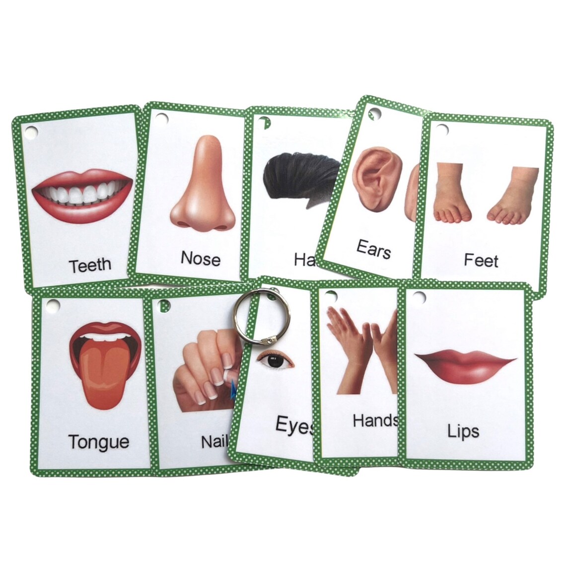 Body Parts Flashcards for Toddlers, Educational Learning - Etsy