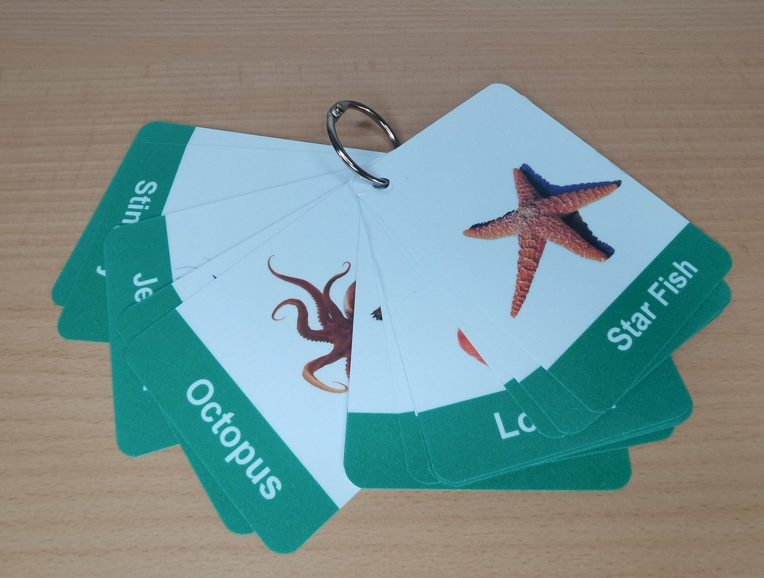 Sea Animals Flashcards for Toddlers Real Image Animal - Etsy