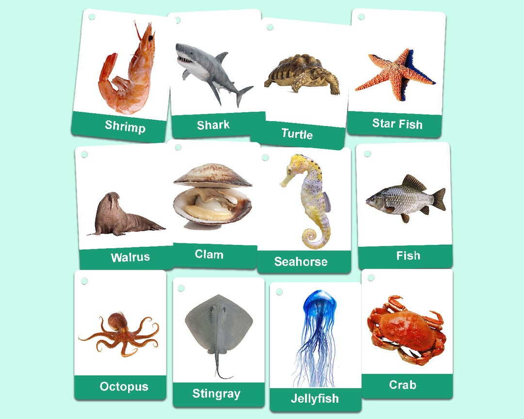 Sea Animals Flashcards for Toddlers Real Image Animal - Etsy