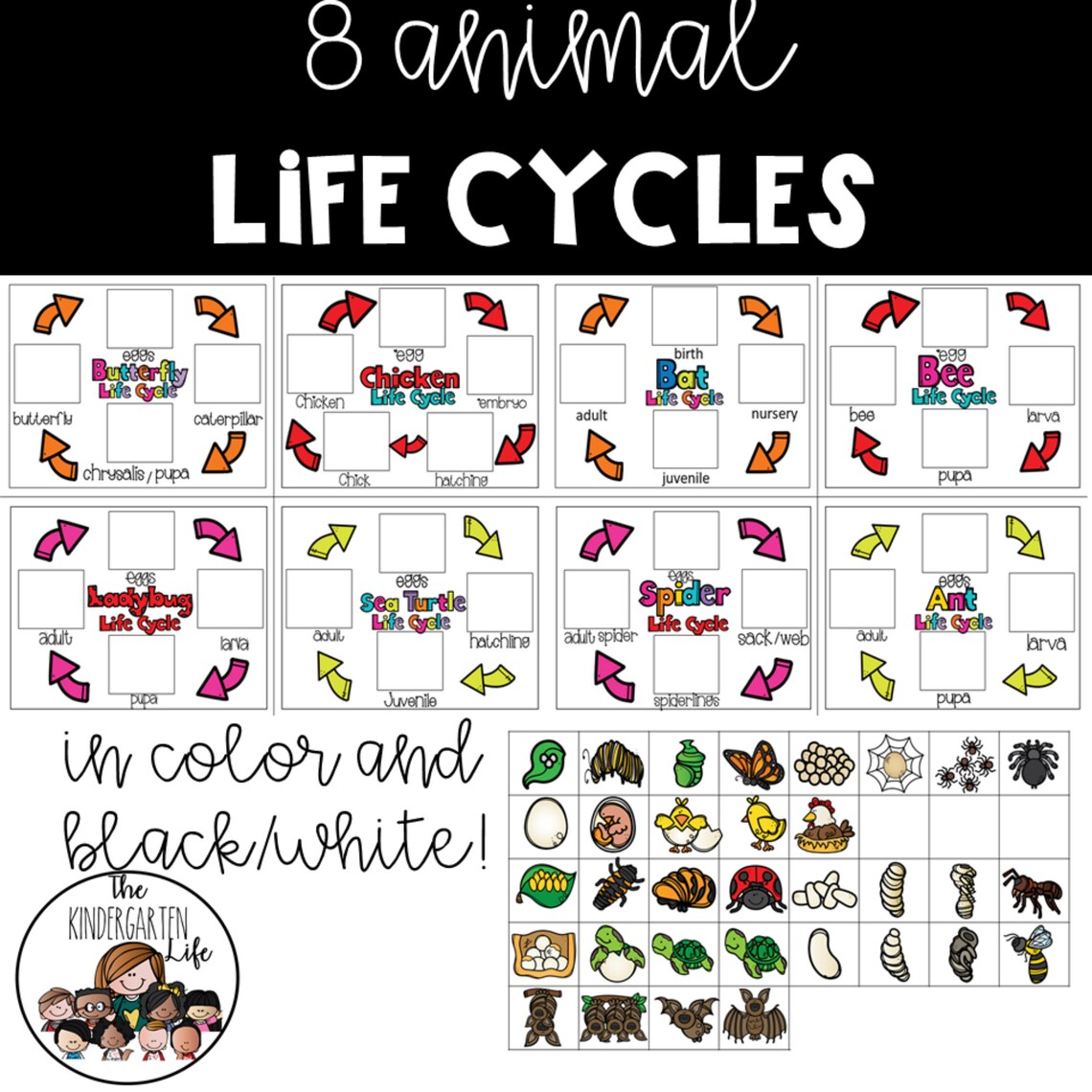 Life Cycle Task Box - Etsy