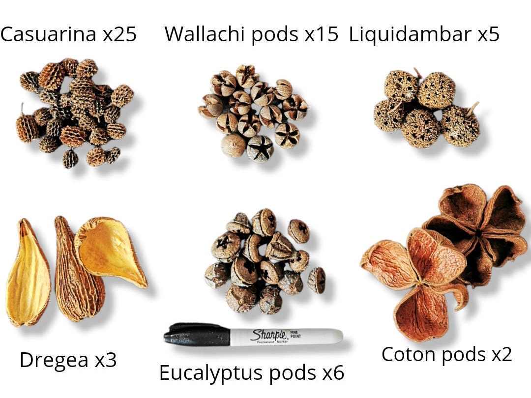 Natural Botanical Package1 Pods Cones Aquarium Paludarium - Etsy