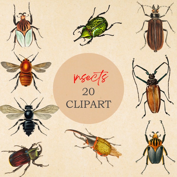 Insect Clipart - Etsy
