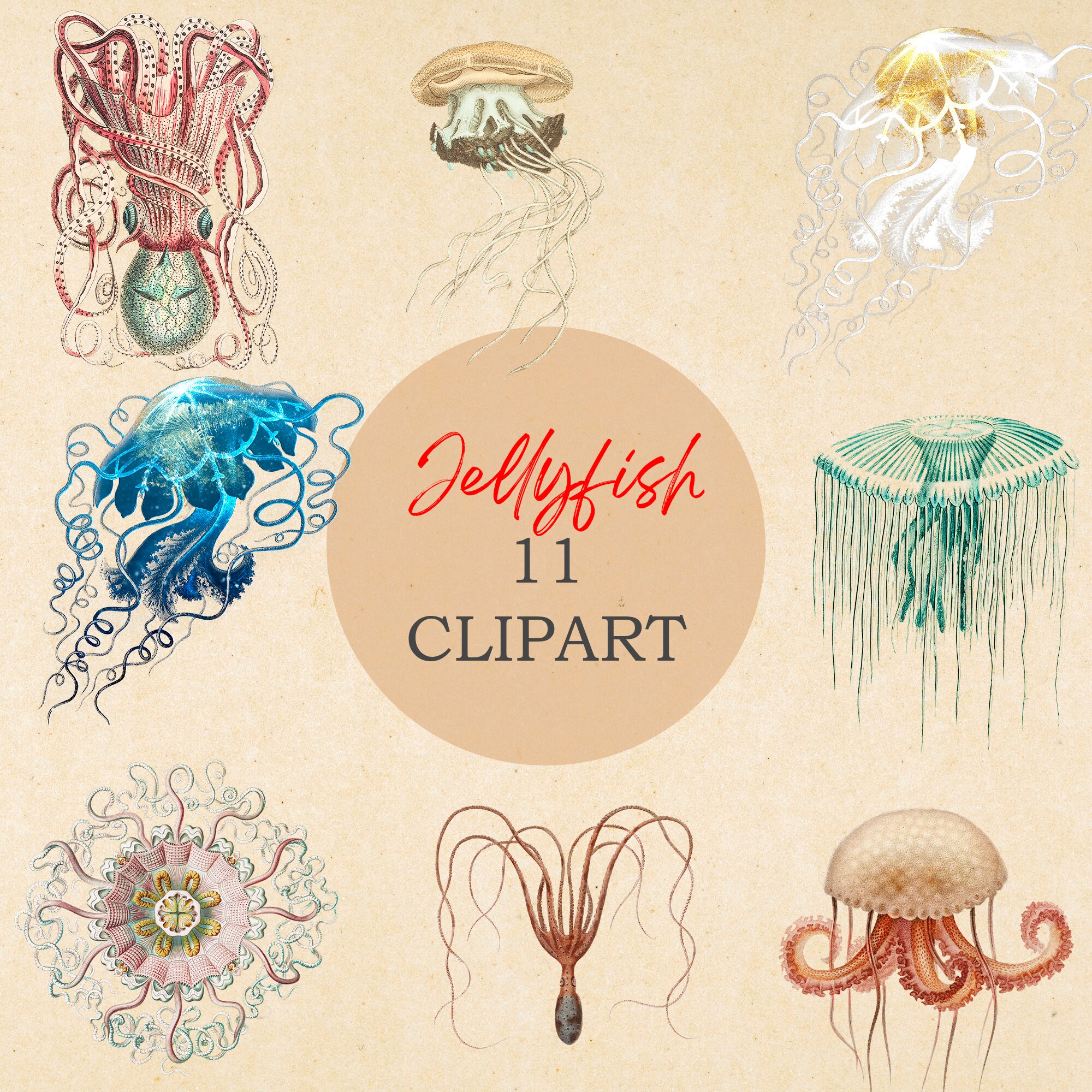 Watercolor Jellyfish Clipart PNG Watercolour Ocean Sea - Etsy