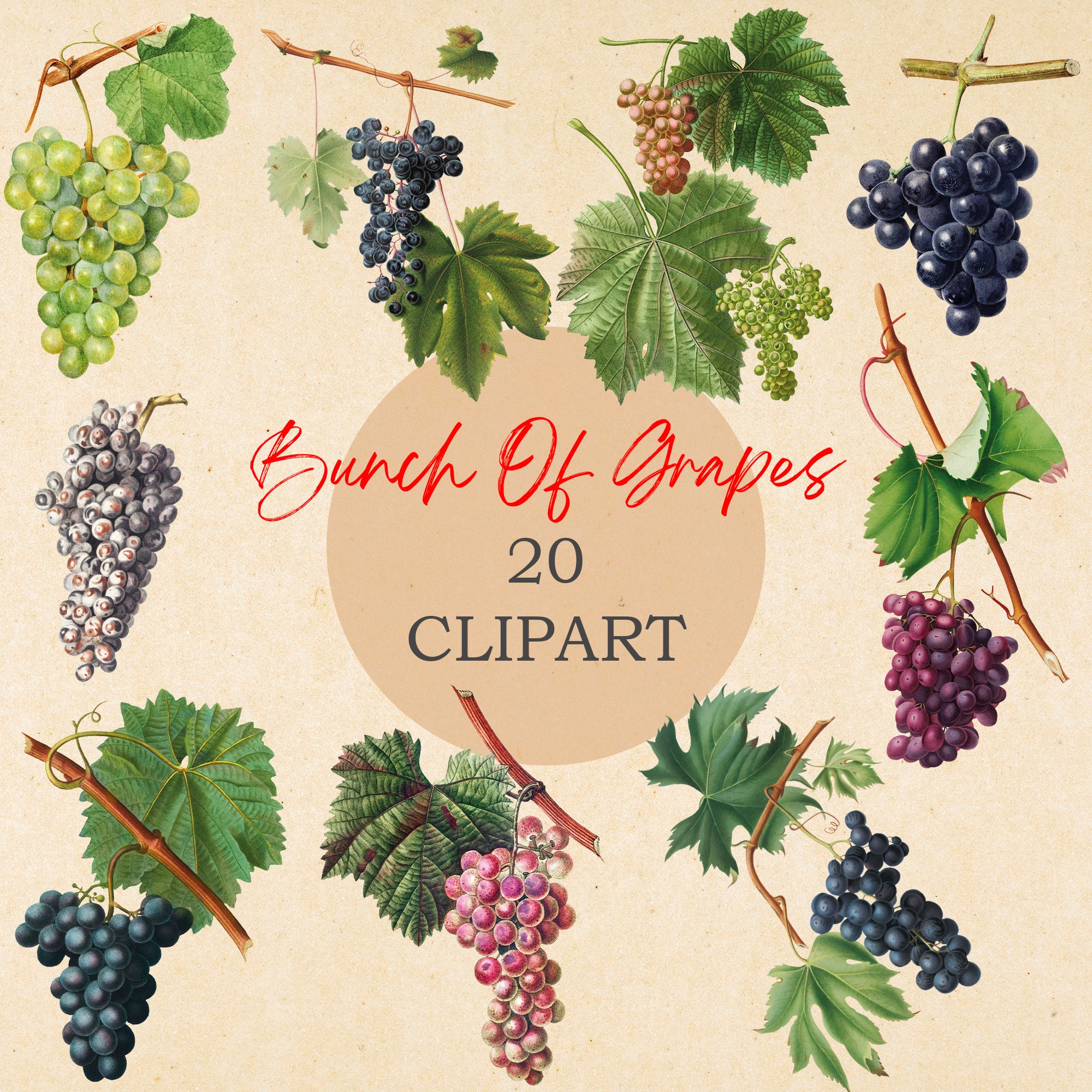 Grape Leaf Identification Chart Shop Discount | clc.cet.edu