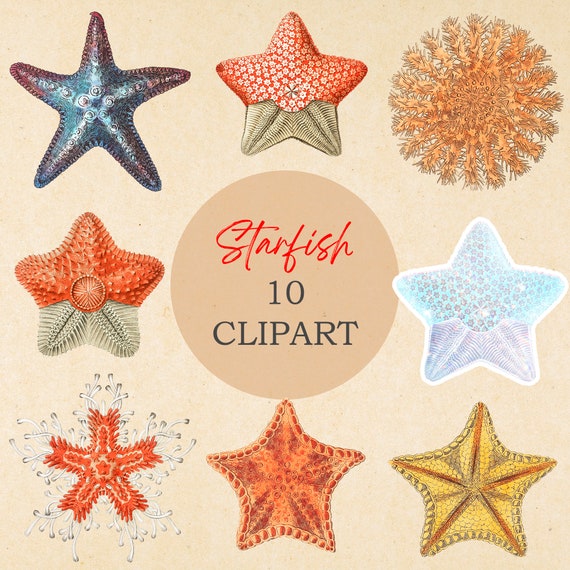 Beach Starfish Clipart