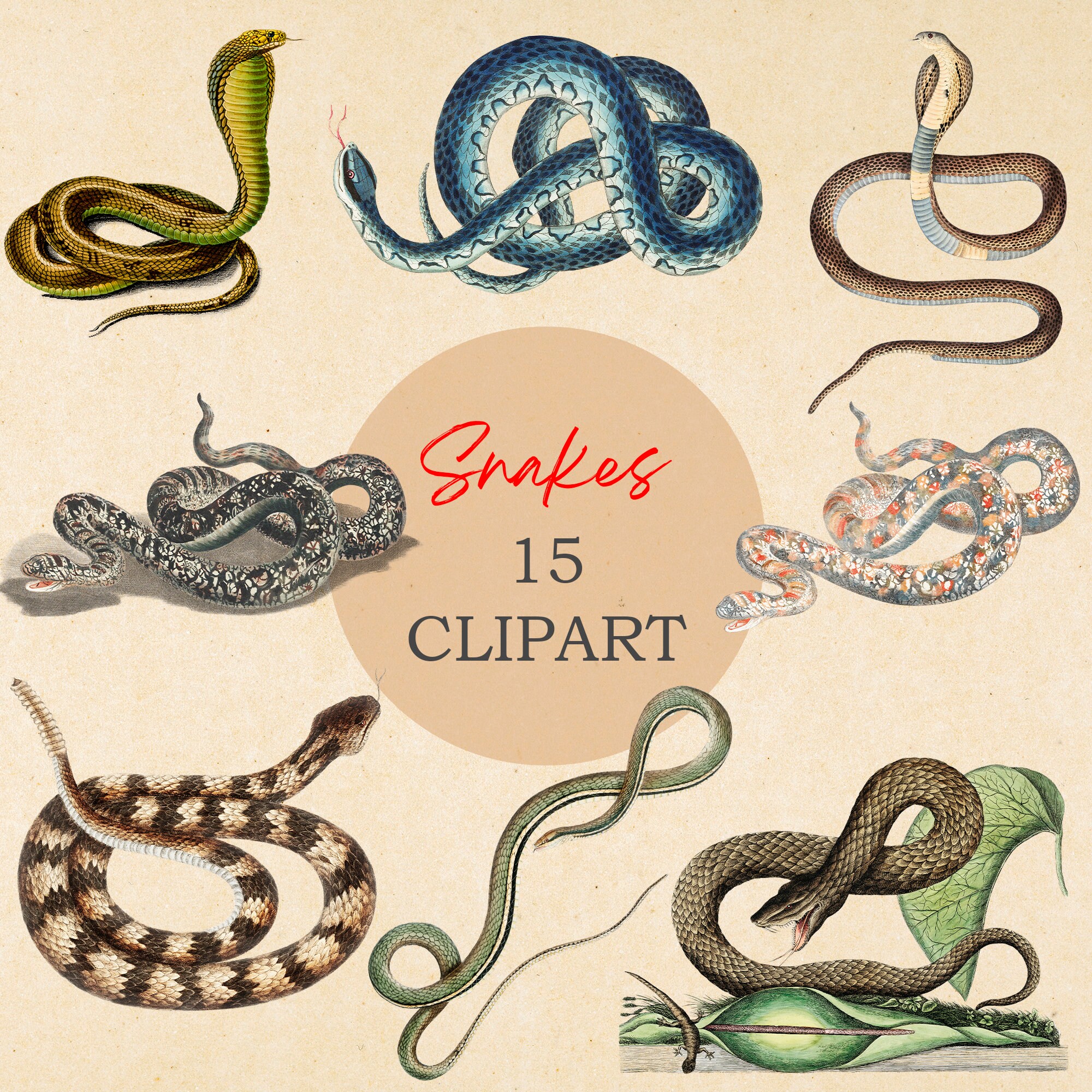 Different Types Of Snakes Images Clipart