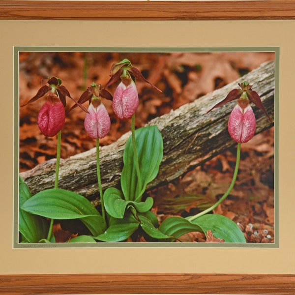 Pink Lady's Slipper - Etsy