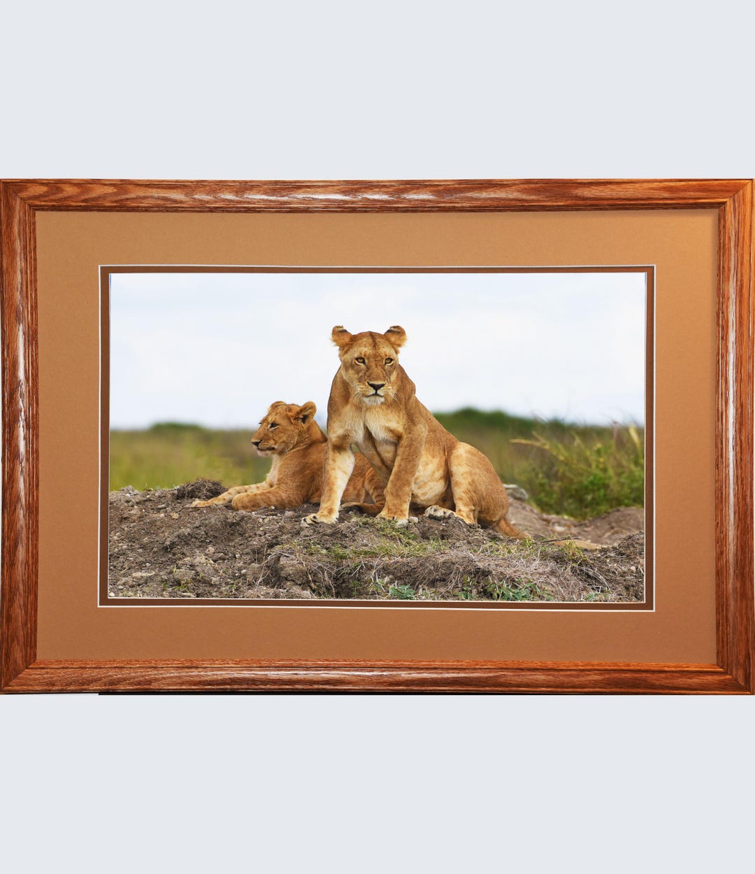 Lions on the Serengeti, Tanzania, Africa. Photo by David Fingerhut ...