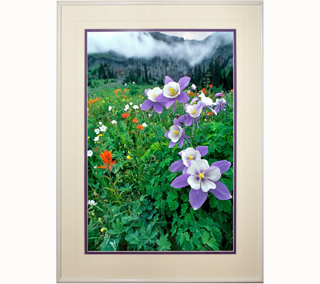 Yankee Boy Basin, Colorado. Photograph by David Fingerhut - Etsy
