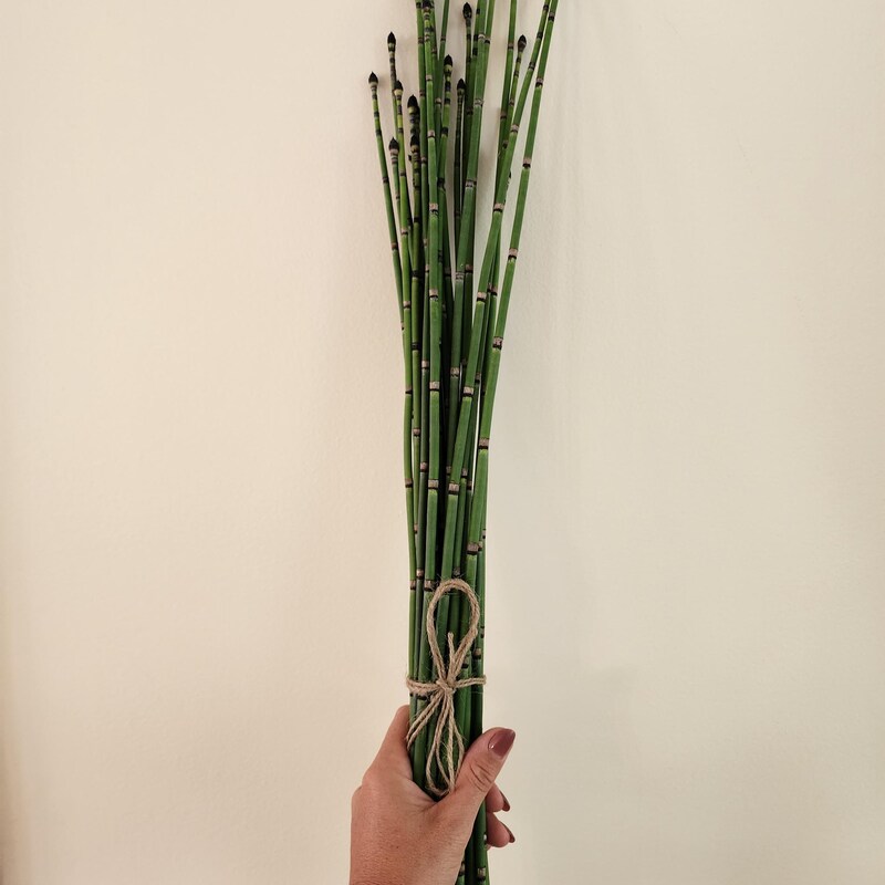 Horsetail Reed - Etsy
