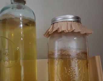 Authentic Honey JUN SCOBY W/starter Fermenting Instructions Champagne ...