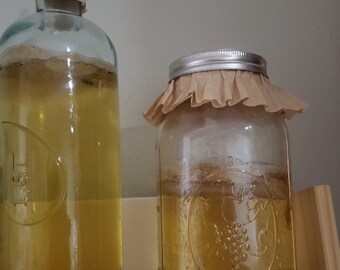 White Tea Honey Jun Kombucha Scoby and Starter - Etsy