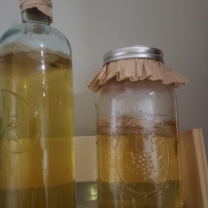 White Tea Honey Jun Kombucha Scoby and Starter - Etsy