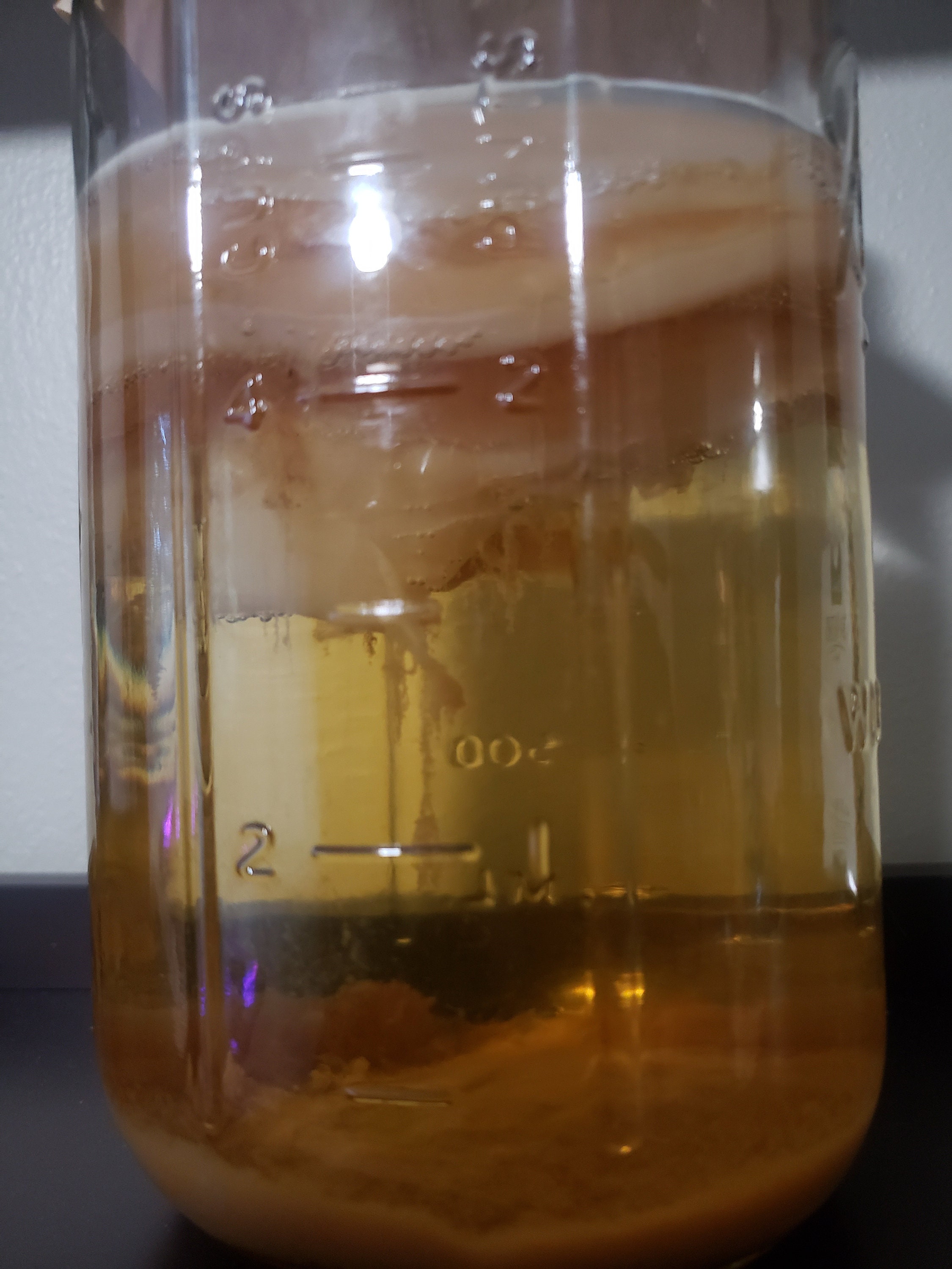 White Tea Honey Jun Kombucha Scoby and Starter - Etsy