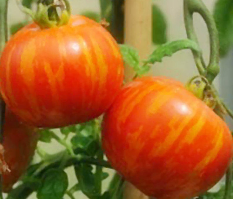 New Variety! Hybrid Striped Cherry Tomato - Etsy