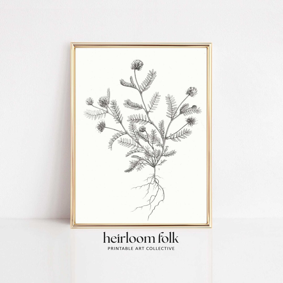 Flora and Root 3 Astragalus Drawing Illustration Vintage Painting Wall ...