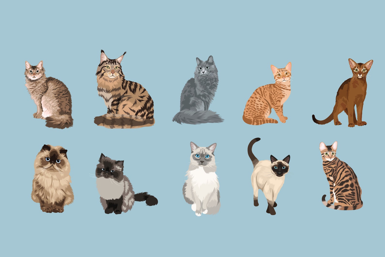 Cats PNG Bundle Cat Breed Clip Art Bundle With 26 Detailed | Etsy