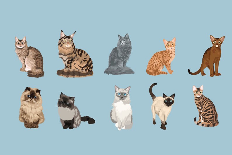 Cats PNG Bundle Cat Breed Clip Art Bundle With 26 Detailed - Etsy