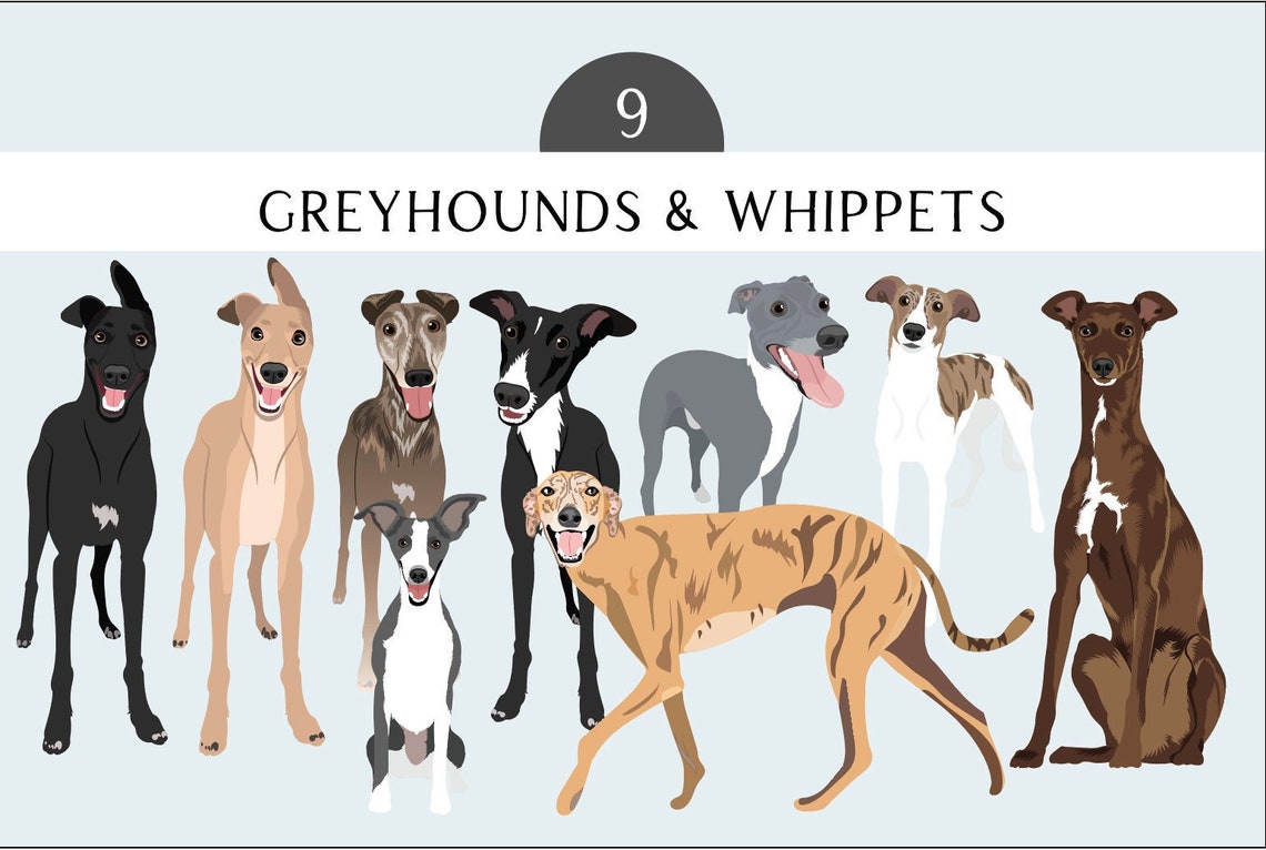Greyhound Clip Art Whipped Clip Art - Dog Breed Editable Vector Pack ...