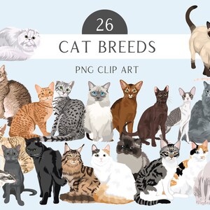 Cats PNG Bundle Cat Breed Clip Art Bundle With 26 Detailed Cat ...