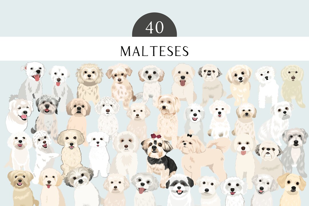 Maltese Clip Art - Dog Breed Editable Vector Pack - White Maltese ...