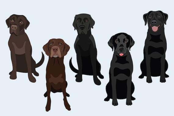 Black Lab Vector