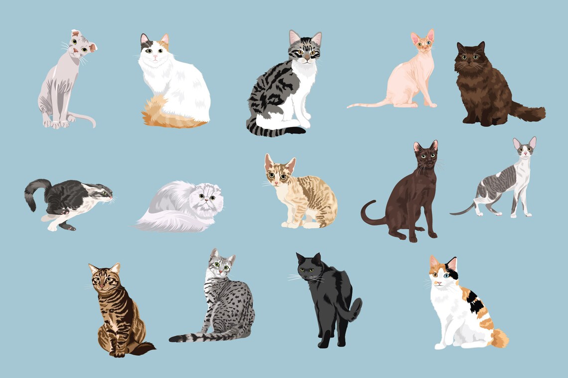 Cats PNG Bundle Cat Breed Clip Art Bundle With 26 Detailed | Etsy