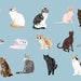 Cats PNG Bundle - Cat Breed Clip Art Bundle With 26 Detailed Cat ...