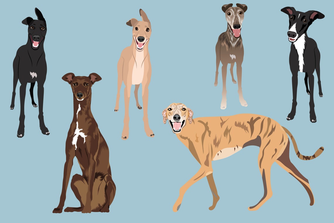 Greyhound Clip Art Whipped Clip Art Dog Breed Editable Vector Pack ...