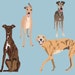 Greyhound Clip Art Whipped Clip Art Dog Breed Editable Vector Pack ...