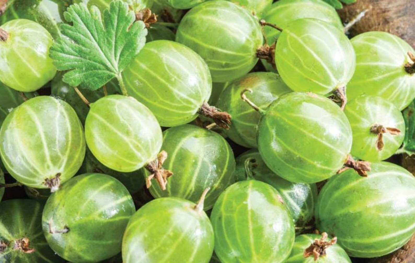 Pixwell Gooseberry 6 Non Rooted Cuttings for Propagation - Etsy