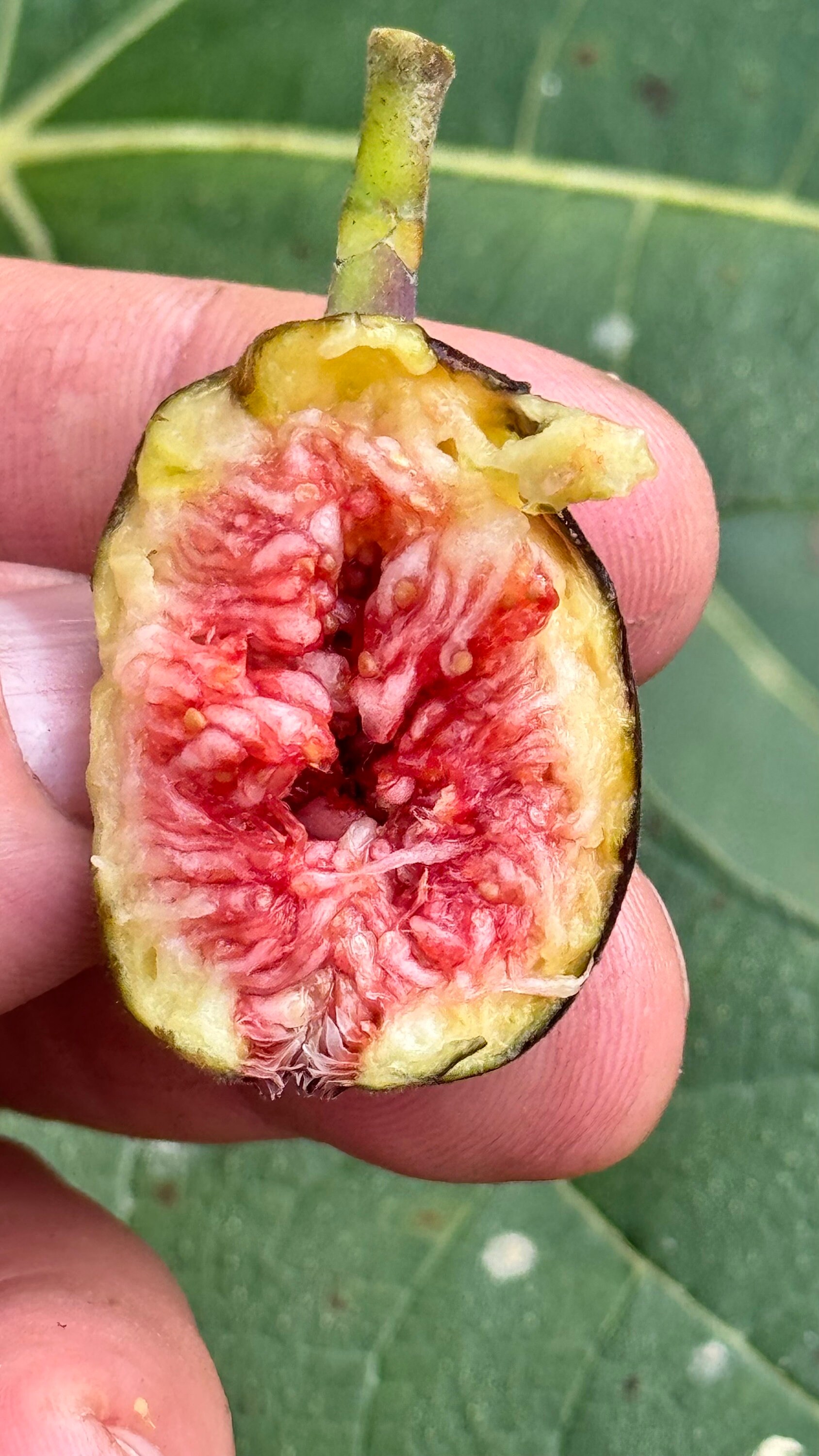 Chicago Hardy Figs 7 Cuttings - Etsy