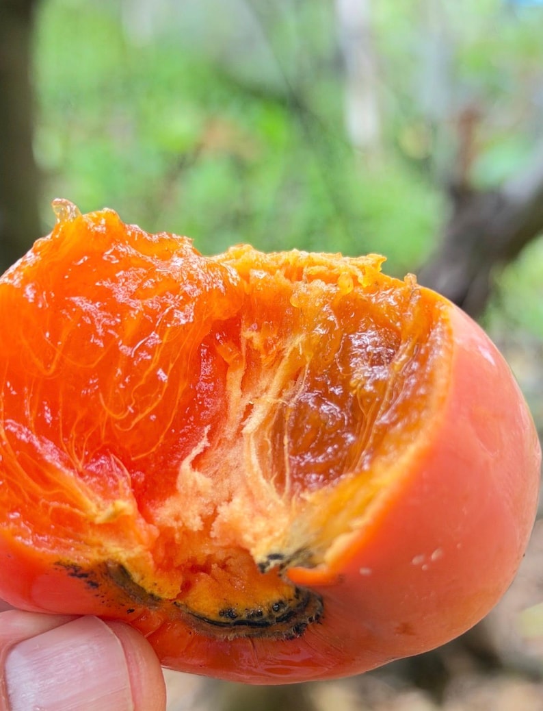 Jiro Persimmons 5 Non Rooted Fresh Cuttings for Grafting , Scion ...