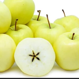 Ginger Gold(belii Naliv)apple 8 Cuttings, Scion - Etsy