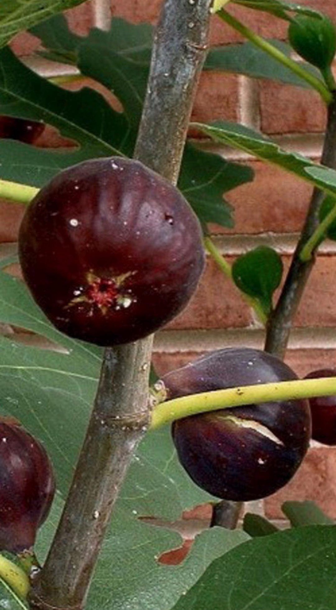 Cold Hardy Fig Cuttings Pack – White Marseilles, Brown Turkey, Chicago ...