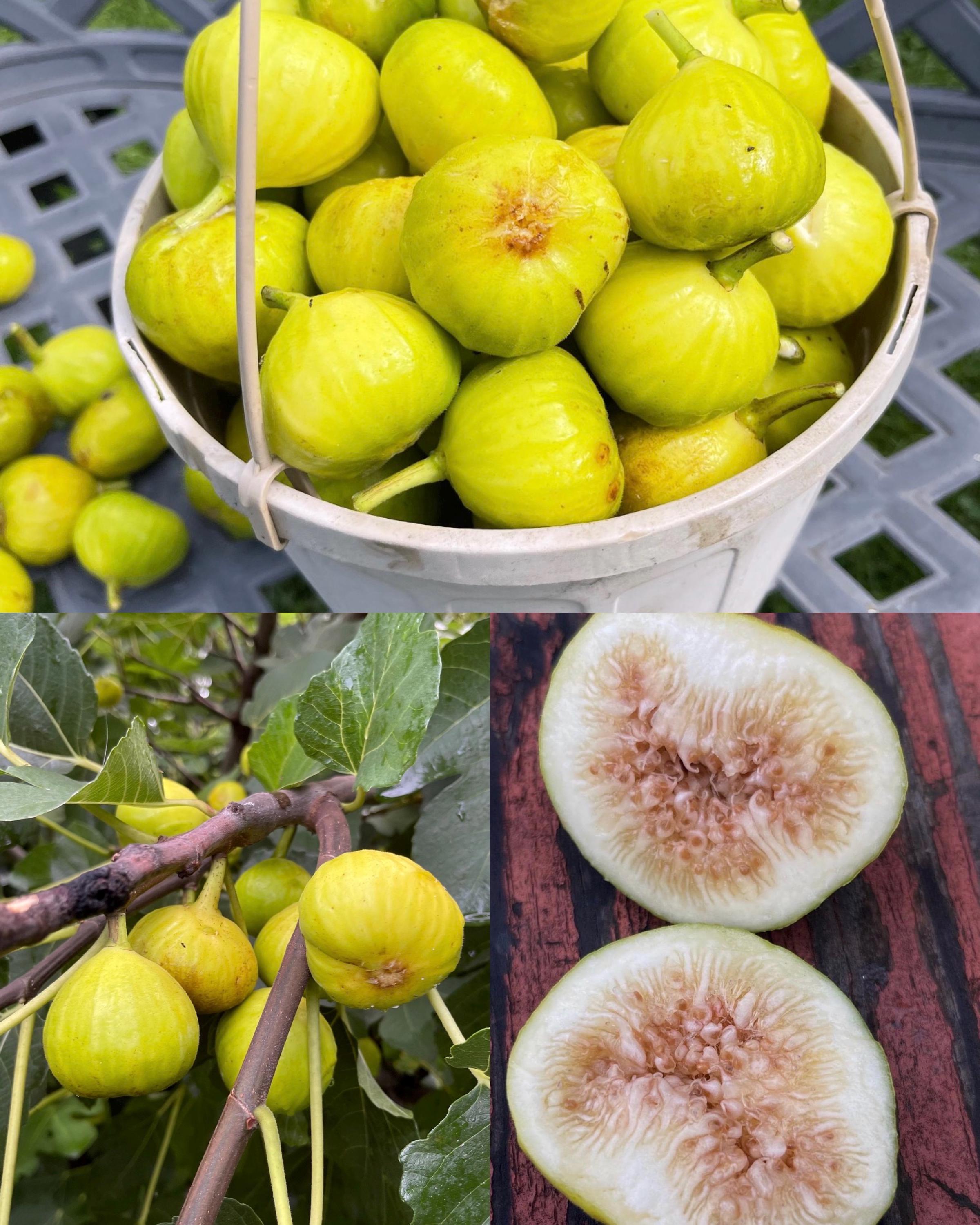 Cold Hardy Fig Cuttings Pack – White Marseilles, Brown Turkey, (8total ...