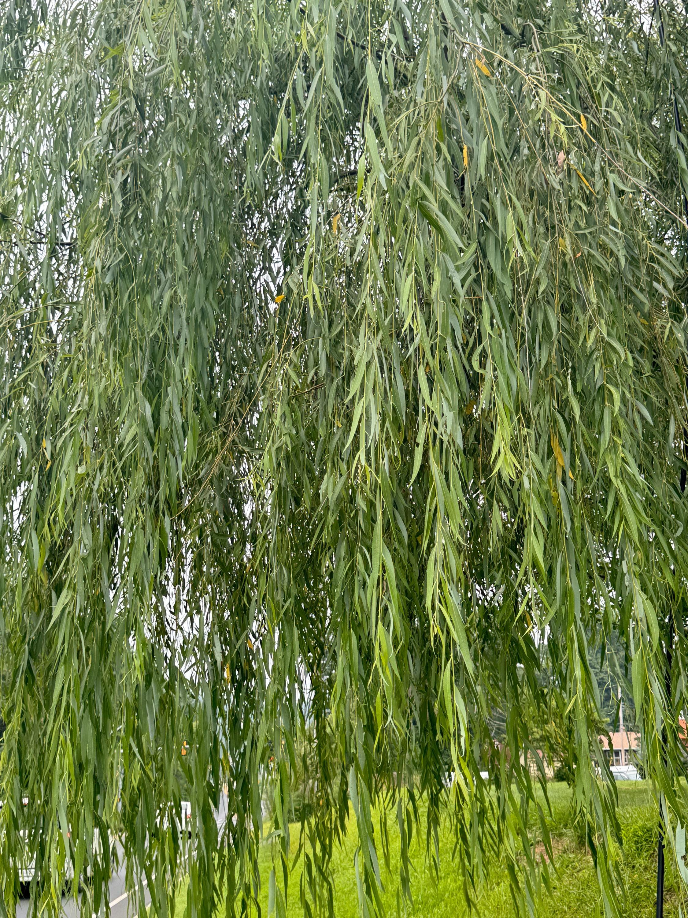 Is There A Dwarf Weeping Willow Tree