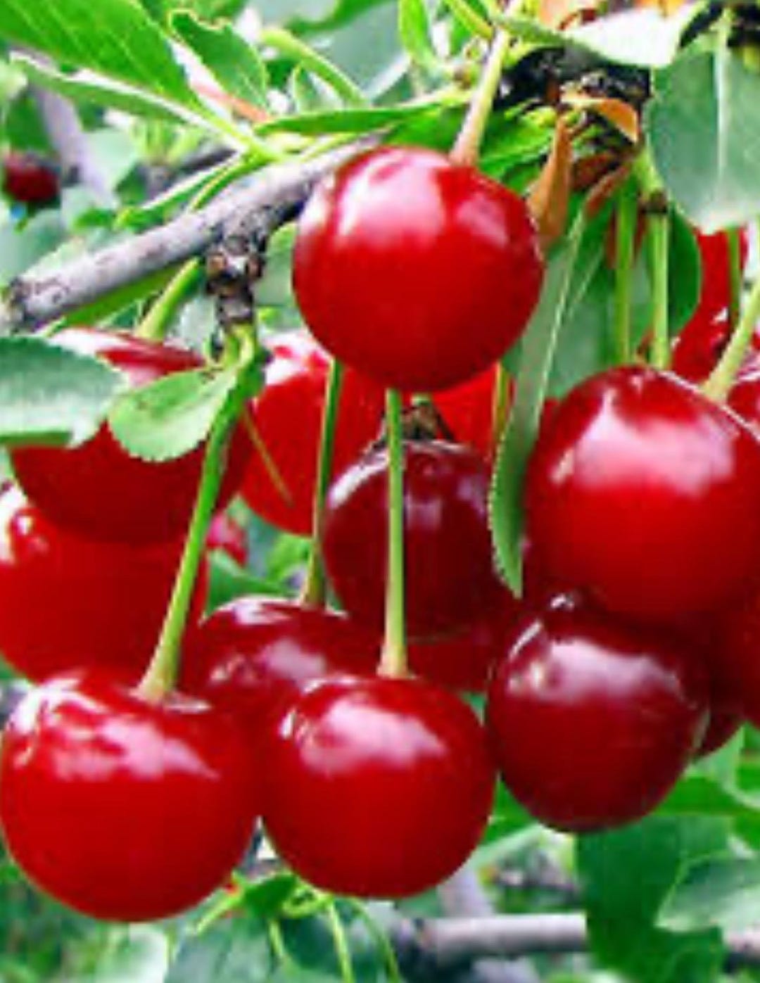 MONTMORENCY Sour Cherry 6 Cuttings (vishnya) Non Rooted for Grafting - Etsy