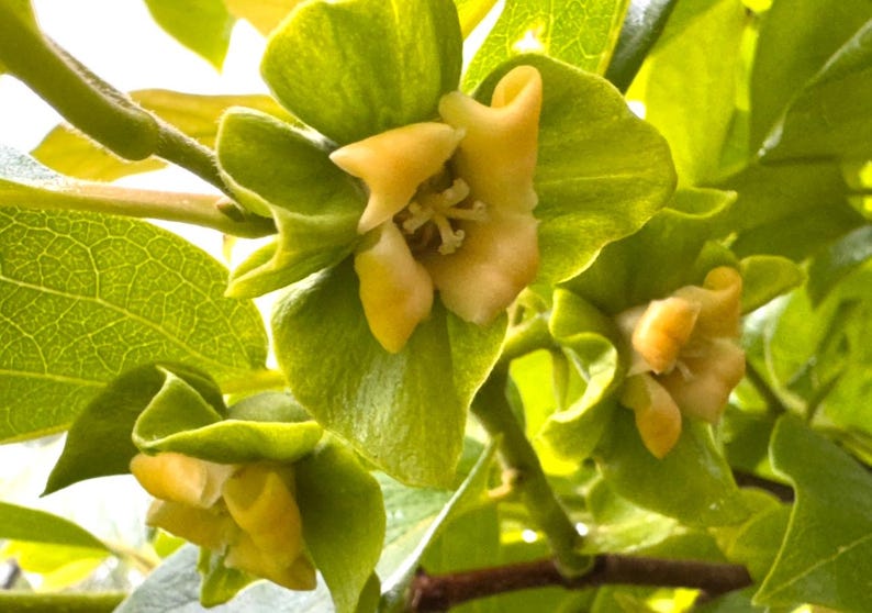 Jiro Persimmons 5 Non Rooted Fresh Cuttings for Grafting , Scion ...