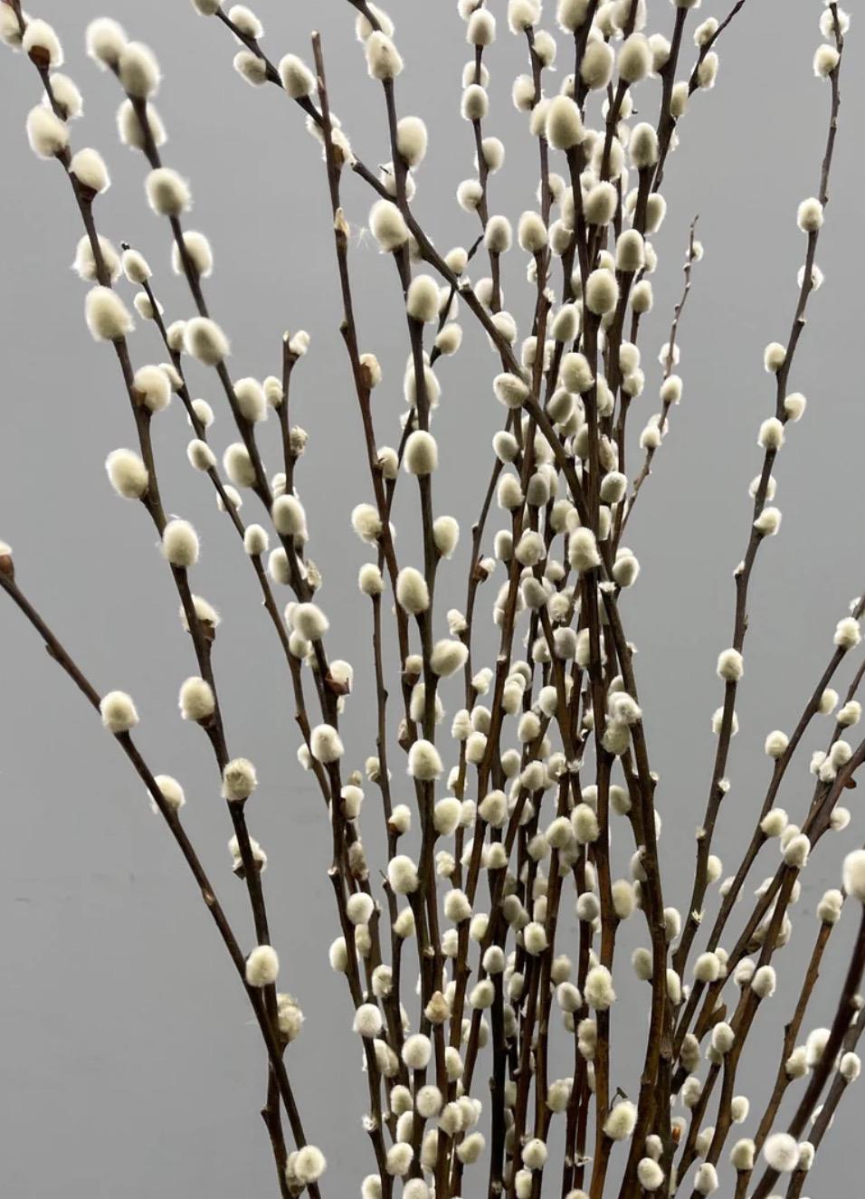 Salix Caprea Discolor Preorder 9 Tree Cuttings for Propagation (verba ...