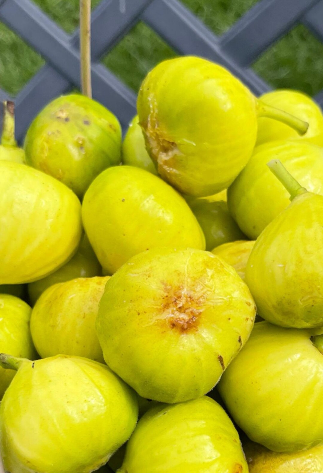 Fresh White Marseilles Figs 6 Cuttings ( Cold Hardy ) - Etsy