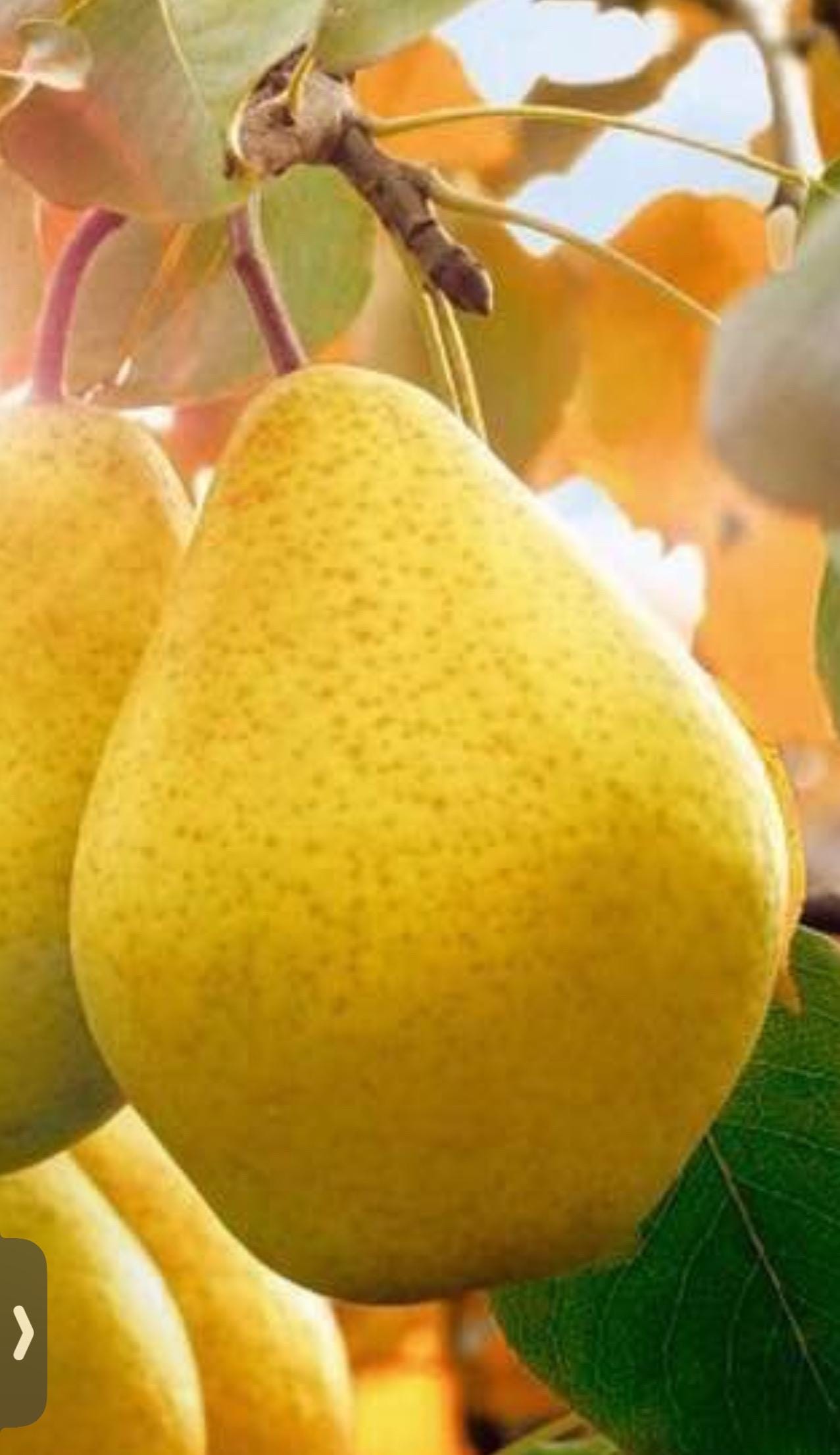 European Crispy Pear 10 Cuttings, Hardy Late Fall ,scion Wood - Etsy