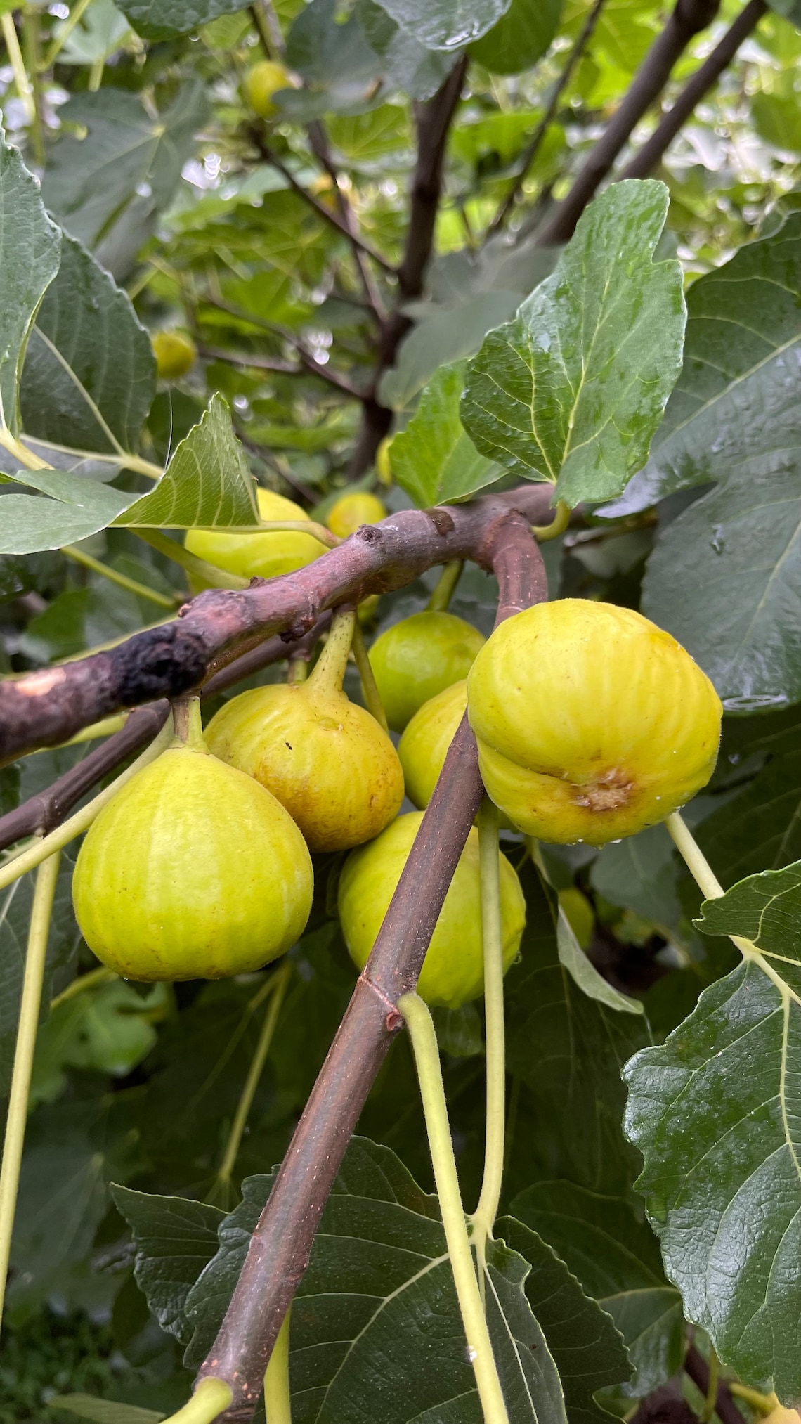 White Marseilles Figs breba 5 Cuttings, not Fruits - Etsy