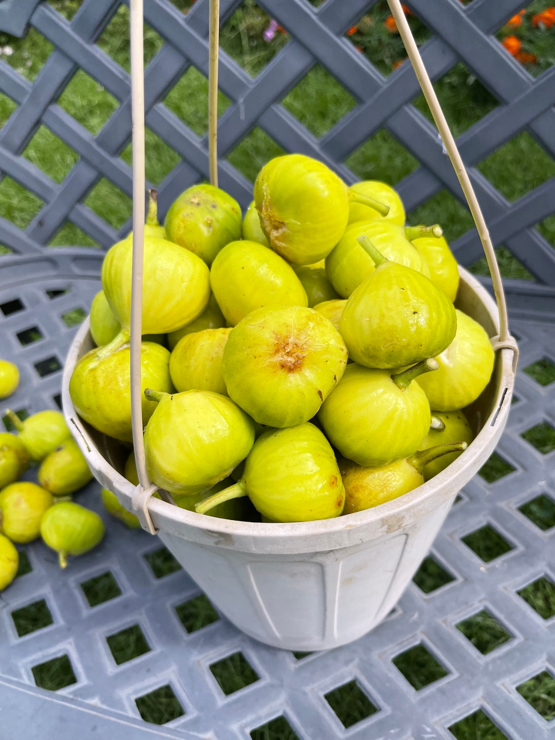 White Marseilles Figs breba 5 Cuttings - Etsy